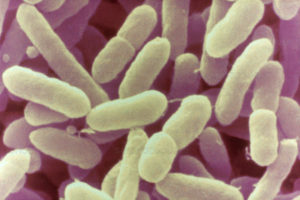 Cronobacter Sakazakii A Pathogen Titan Environmental Safety Cronobacter Sakazakii A Pathogen Titan Environmental Safety